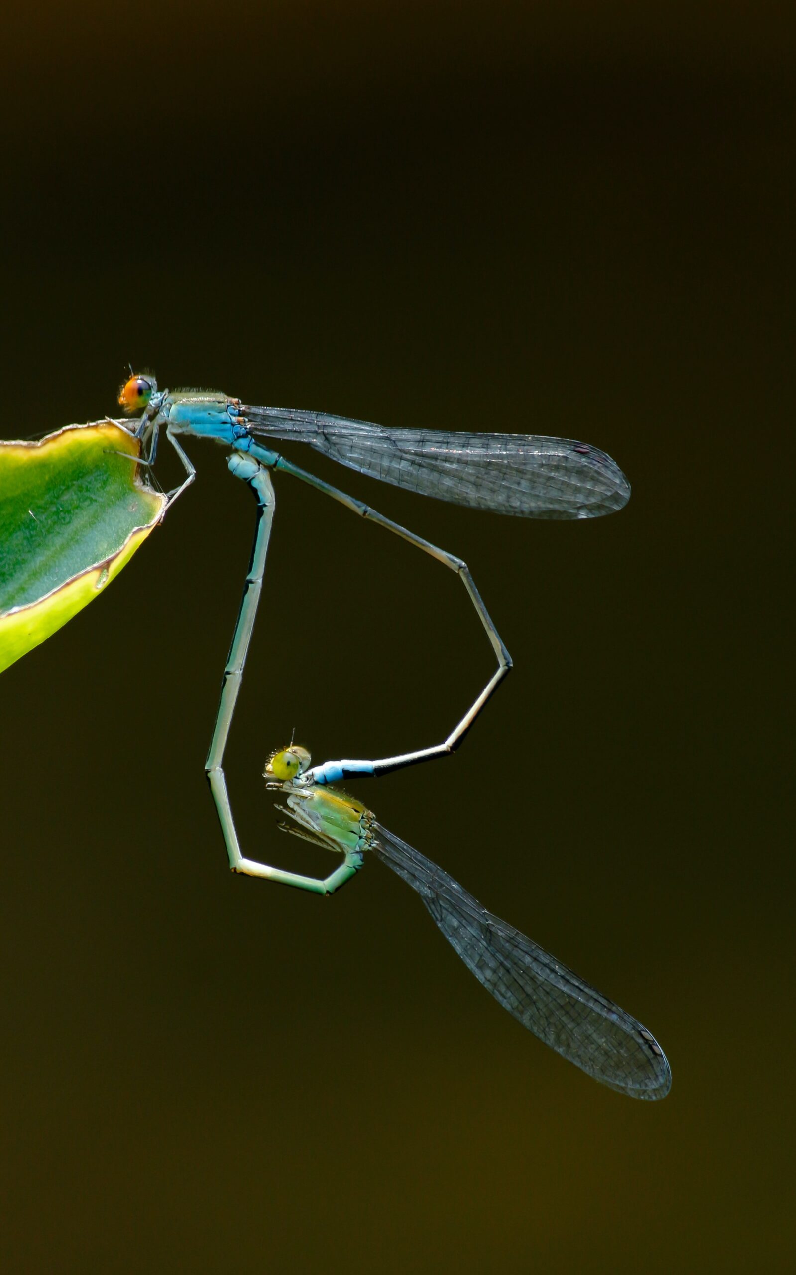 Caballitos del diablo: una mirada a estos insectos acuáticos ...